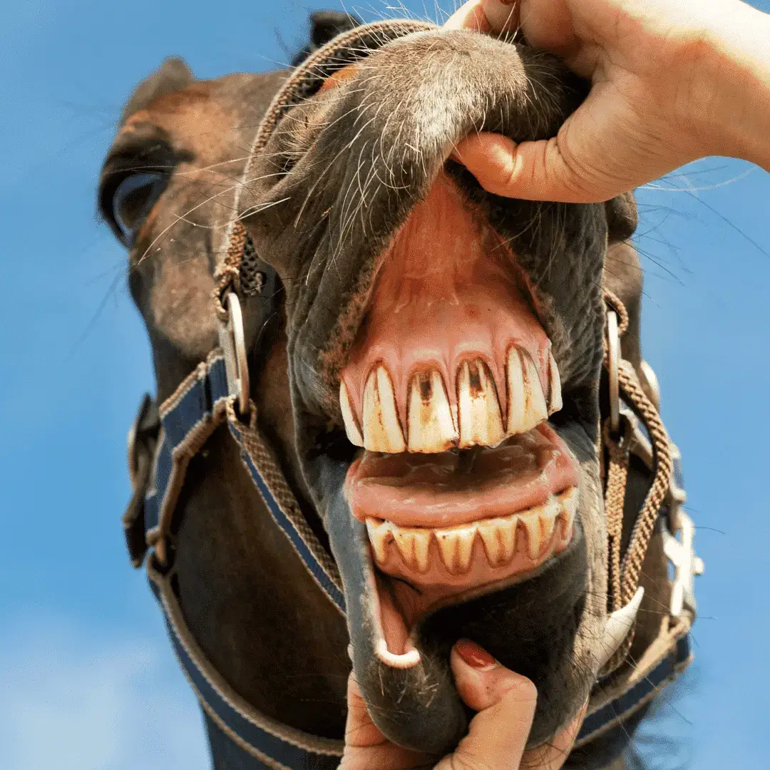 EOTRH Syndrome in Horses