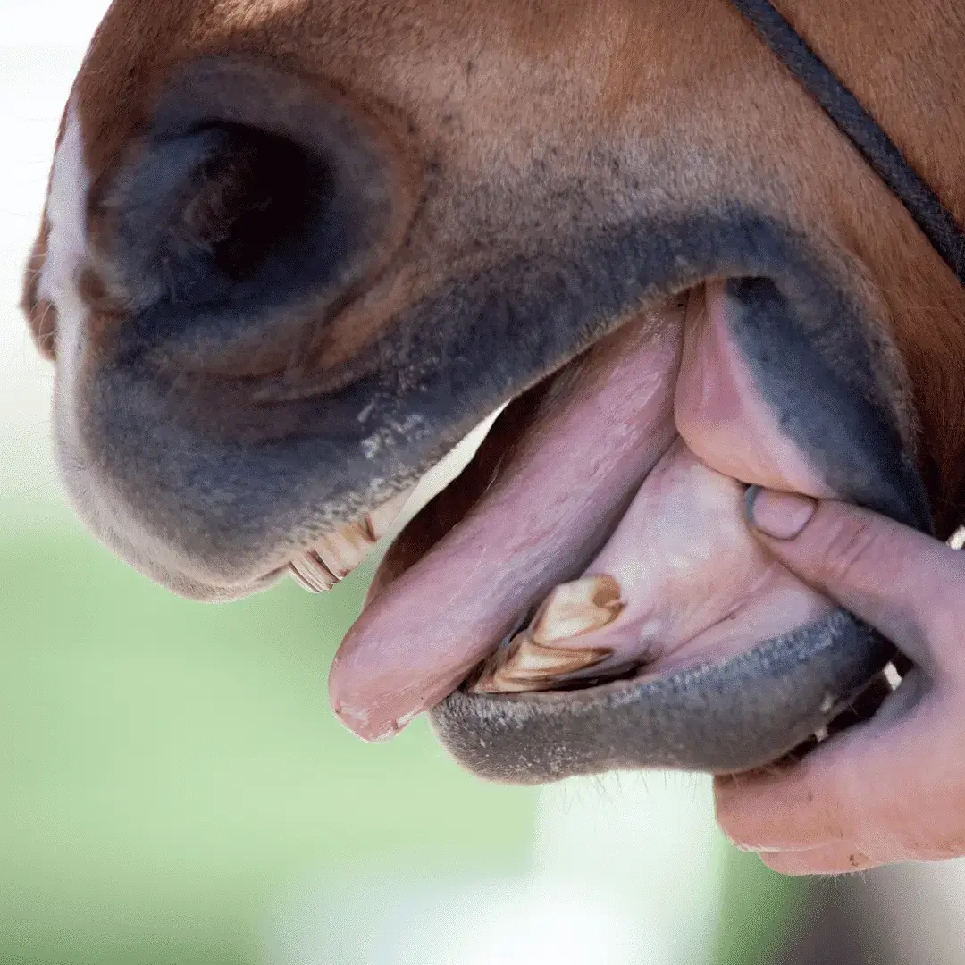 Equine malocclusion in Horses