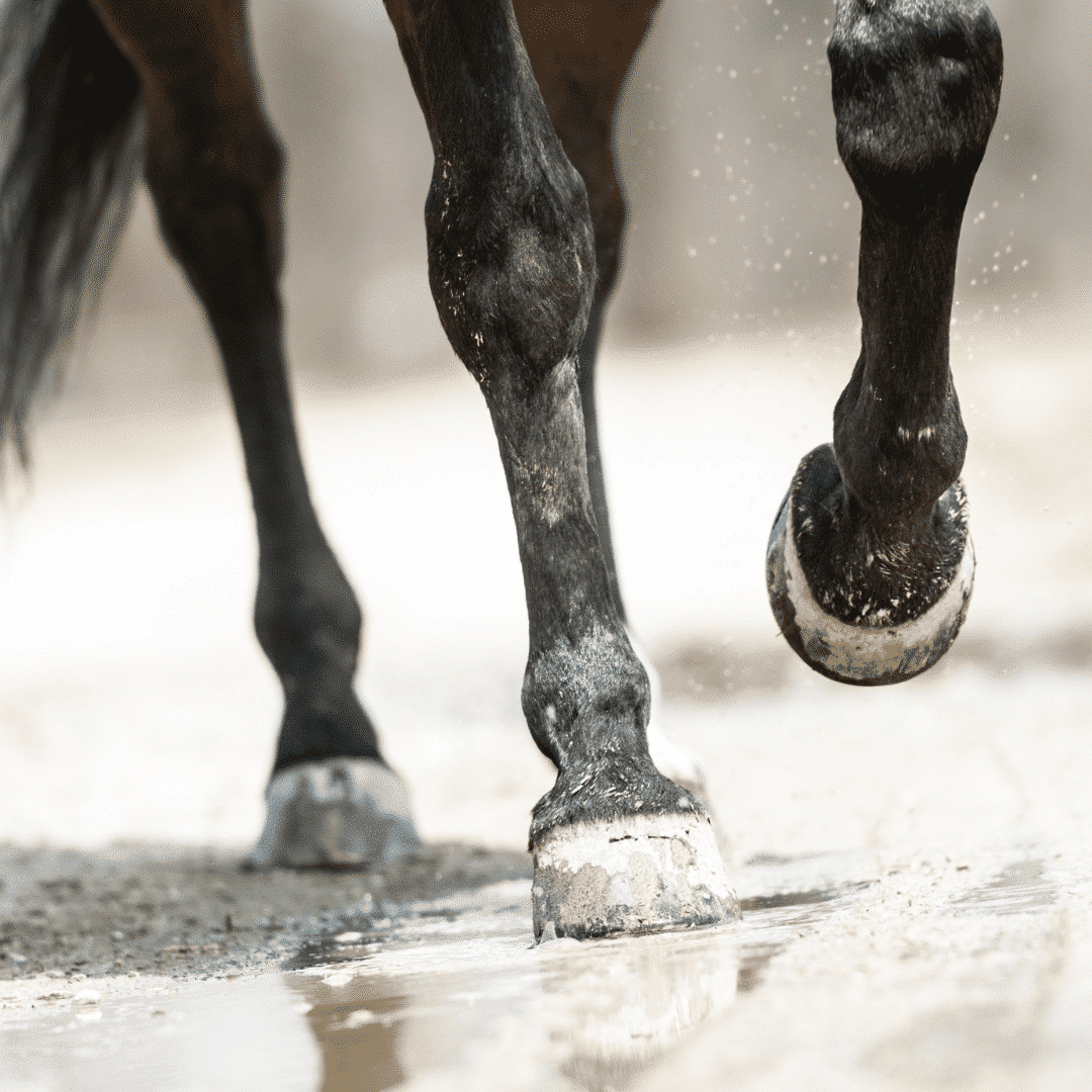 Navicular Bone Fracture in Horses