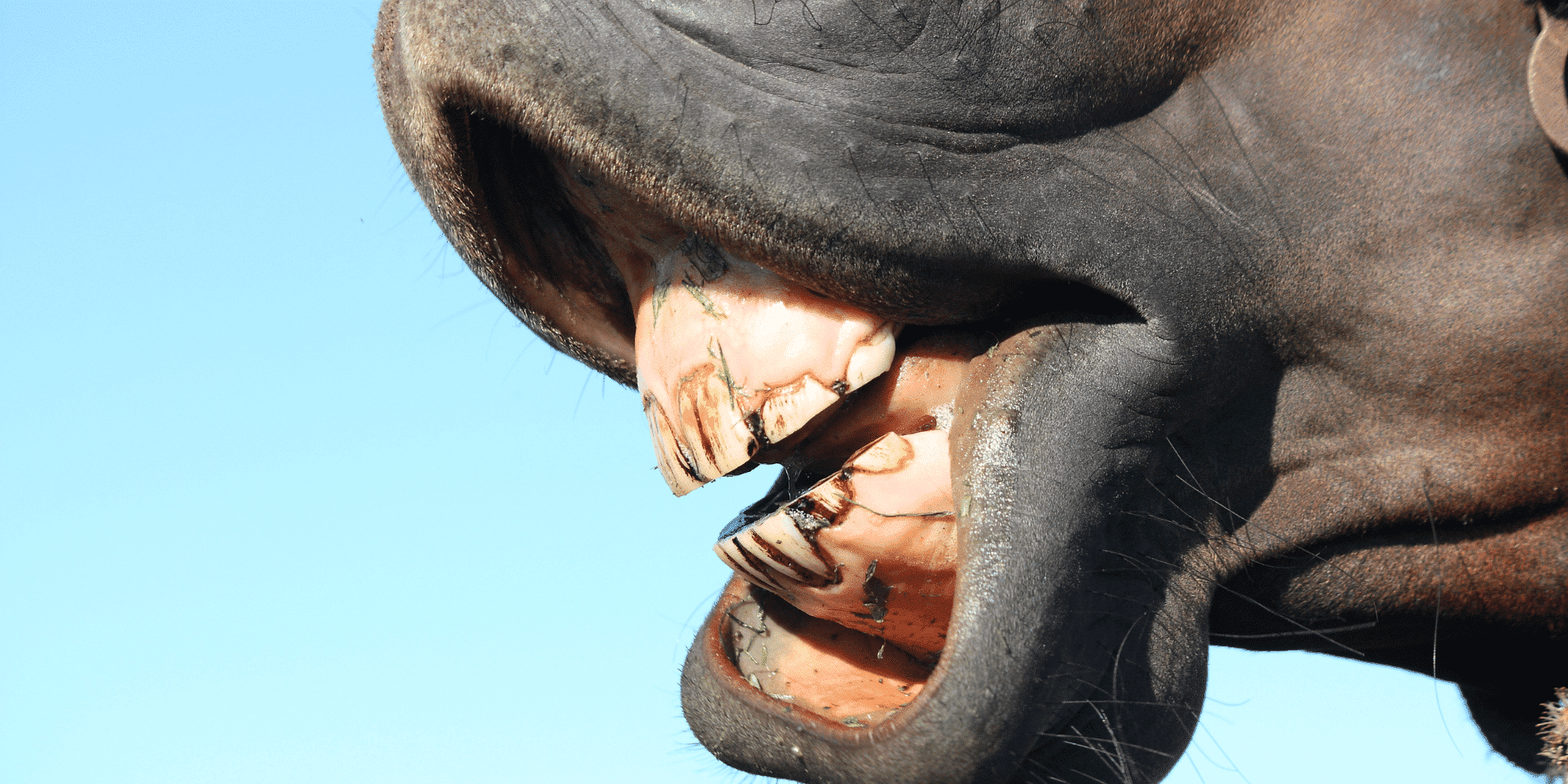 Wave Mouth - Happie Animals