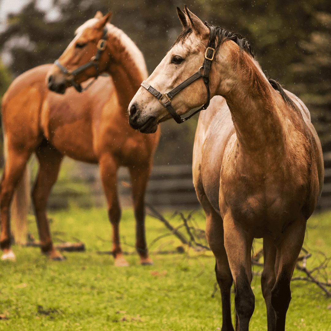 Rain Rot in Horses