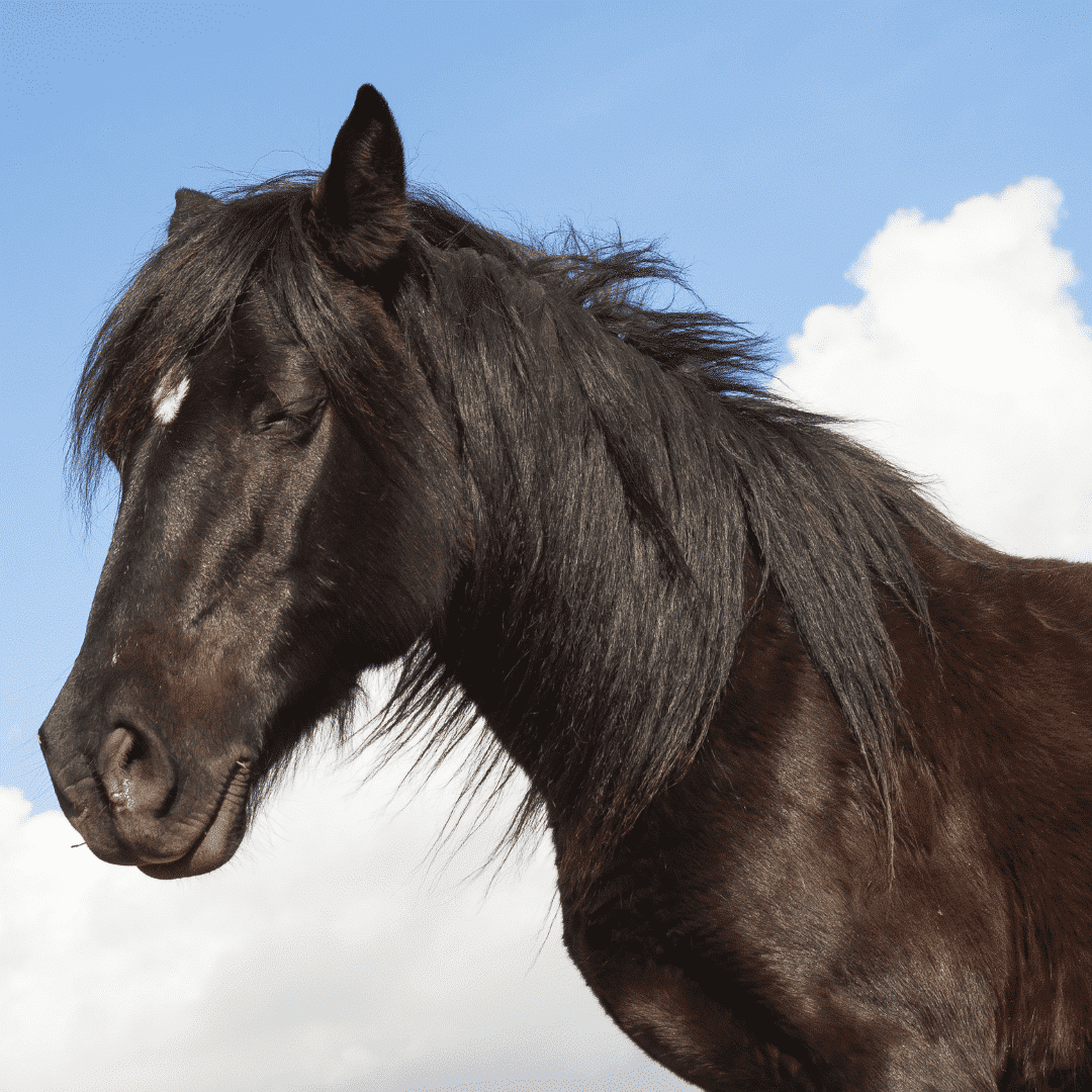 Borna Disease - Happie Animals