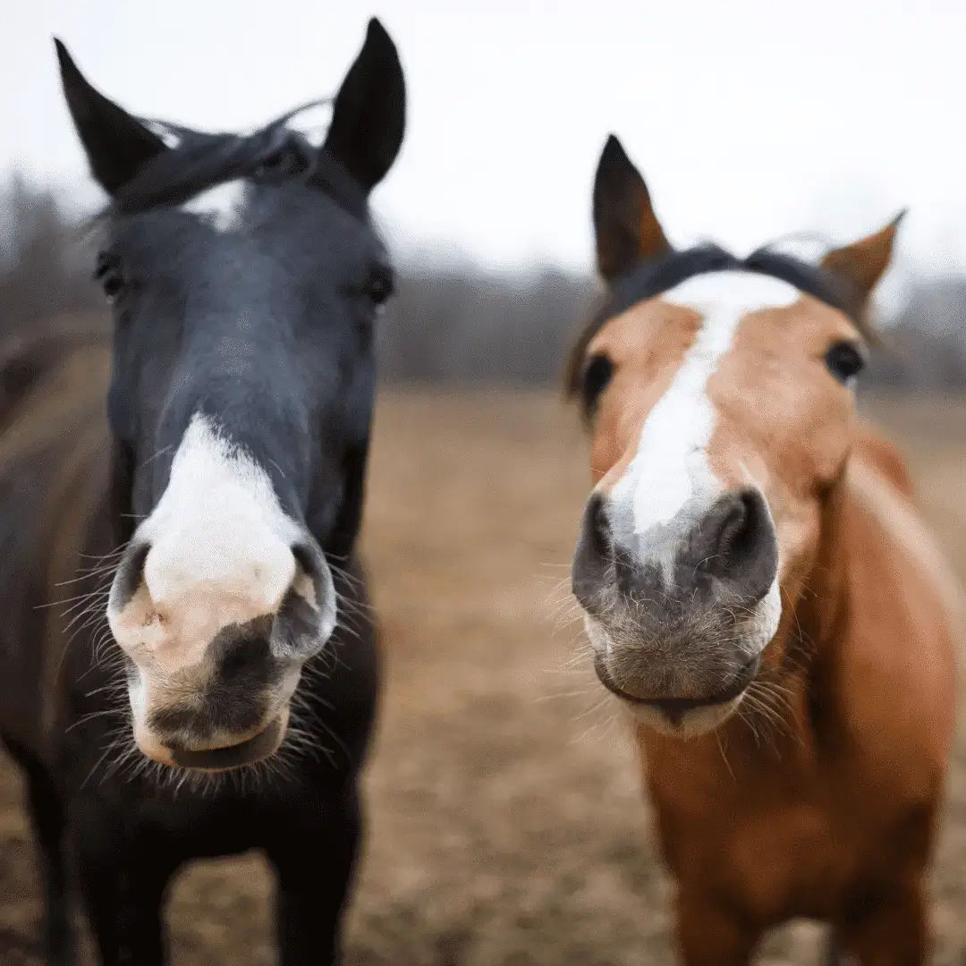 Giardiasis in Horses