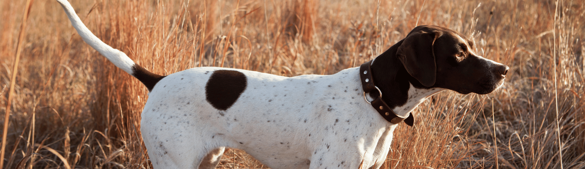 English Pointer - Happie Animals