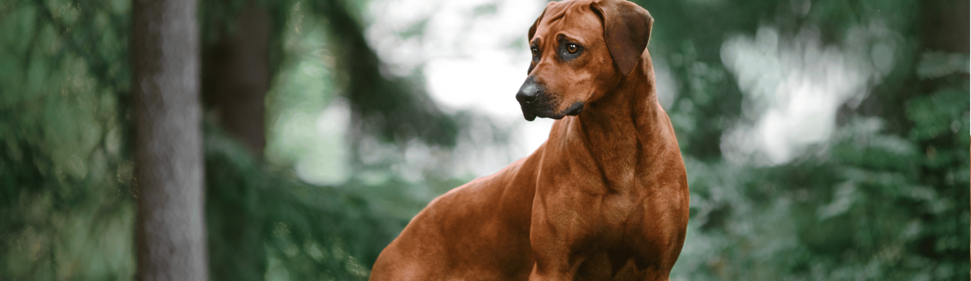 Rhodesian Ridgeback - Happie Animals